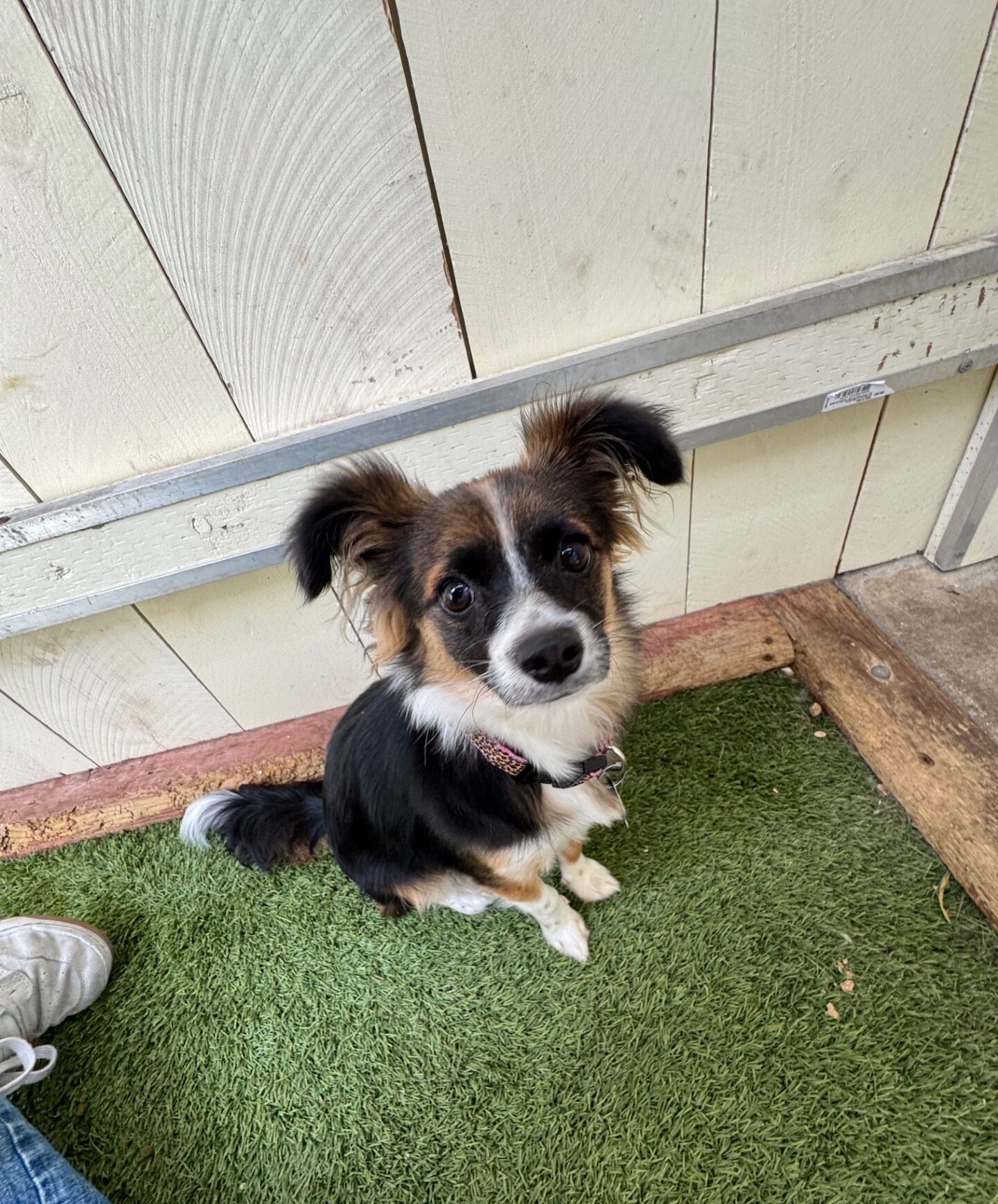 Beanie Baby – Rancho Coastal Humane Society