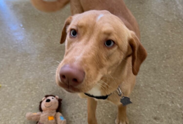 Dilly Dally – Rancho Coastal Humane Society