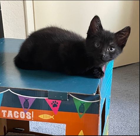 Ike Man – Rancho Coastal Humane Society