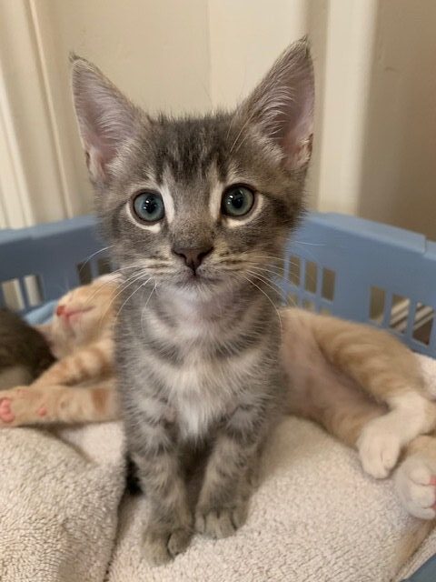 KitKat – Rancho Coastal Humane Society
