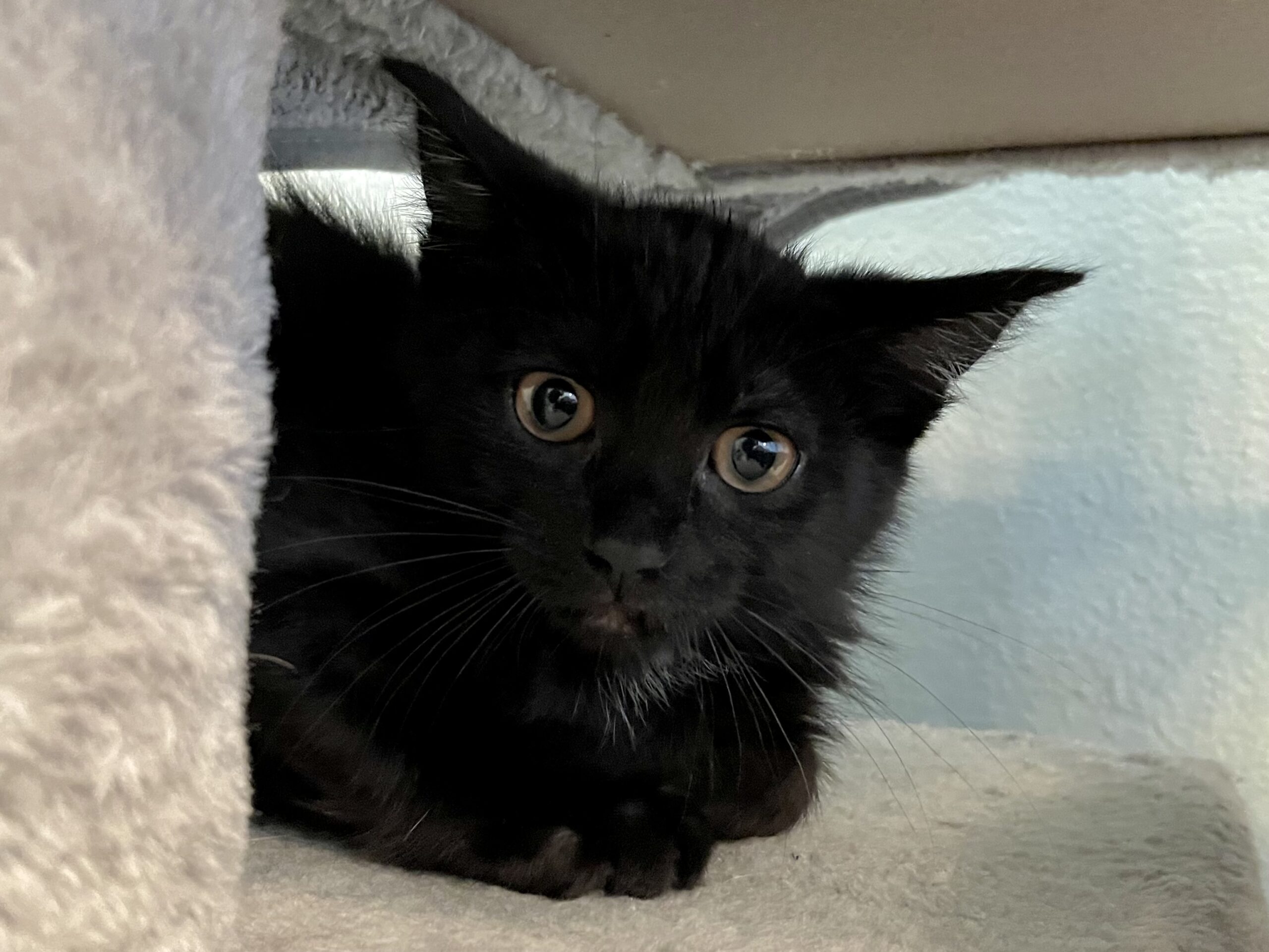 Nova – Rancho Coastal Humane Society