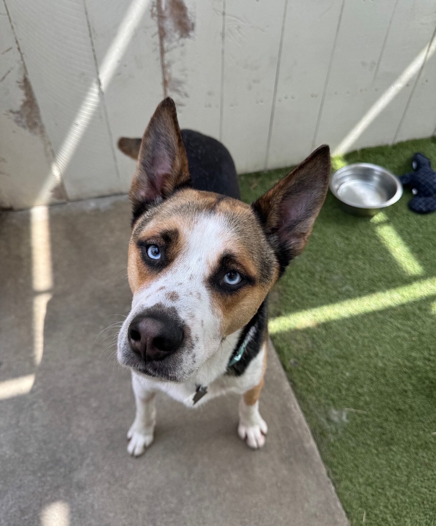 Sheriff – Rancho Coastal Humane Society