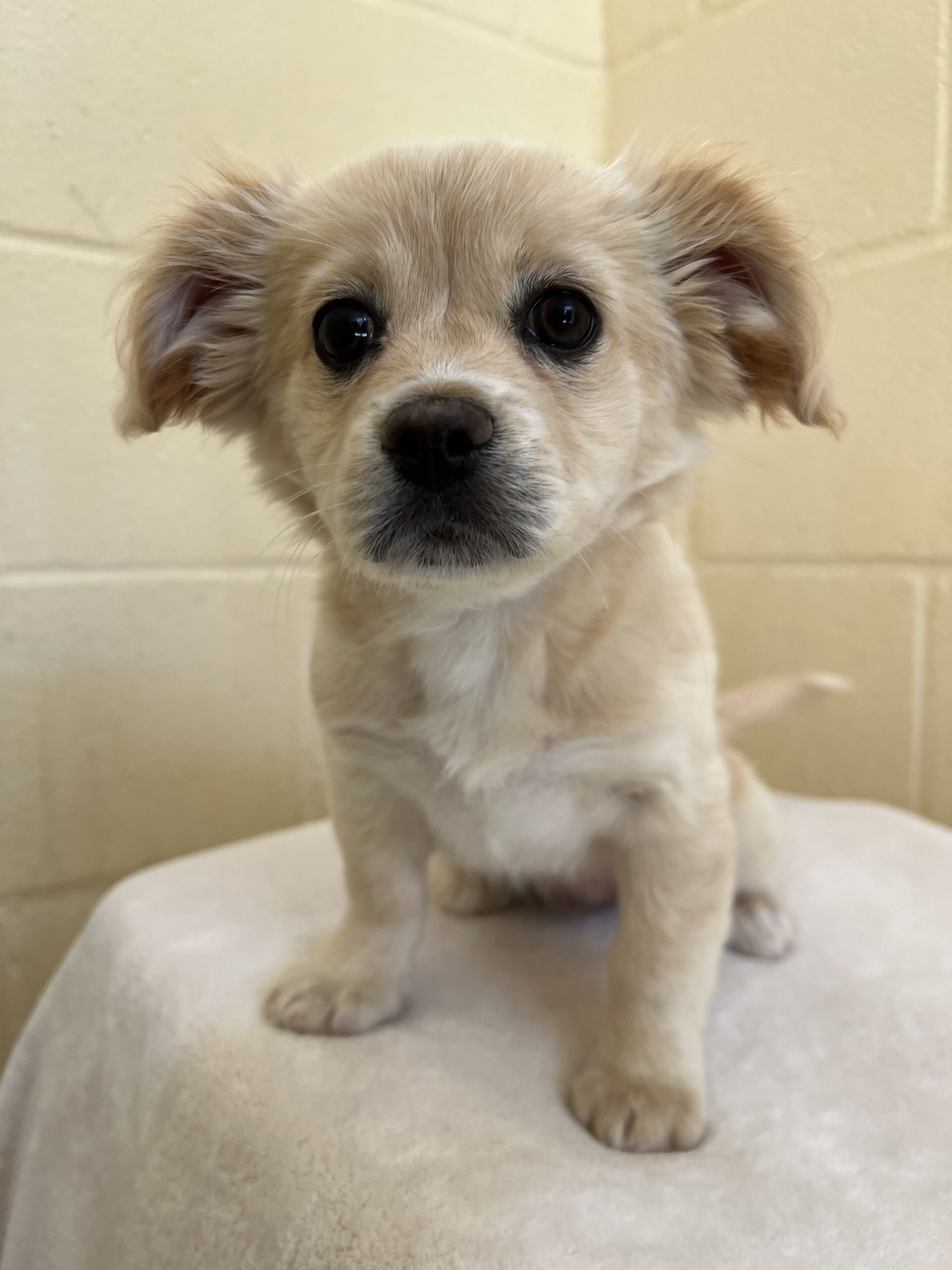 bentley – Rancho Coastal Humane Society