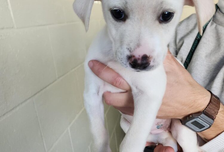 Comet – Rancho Coastal Humane Society