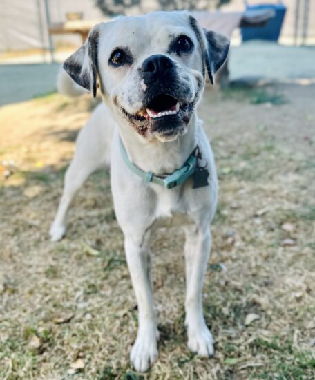 Dogs for Adoption – Rancho Coastal Humane Society