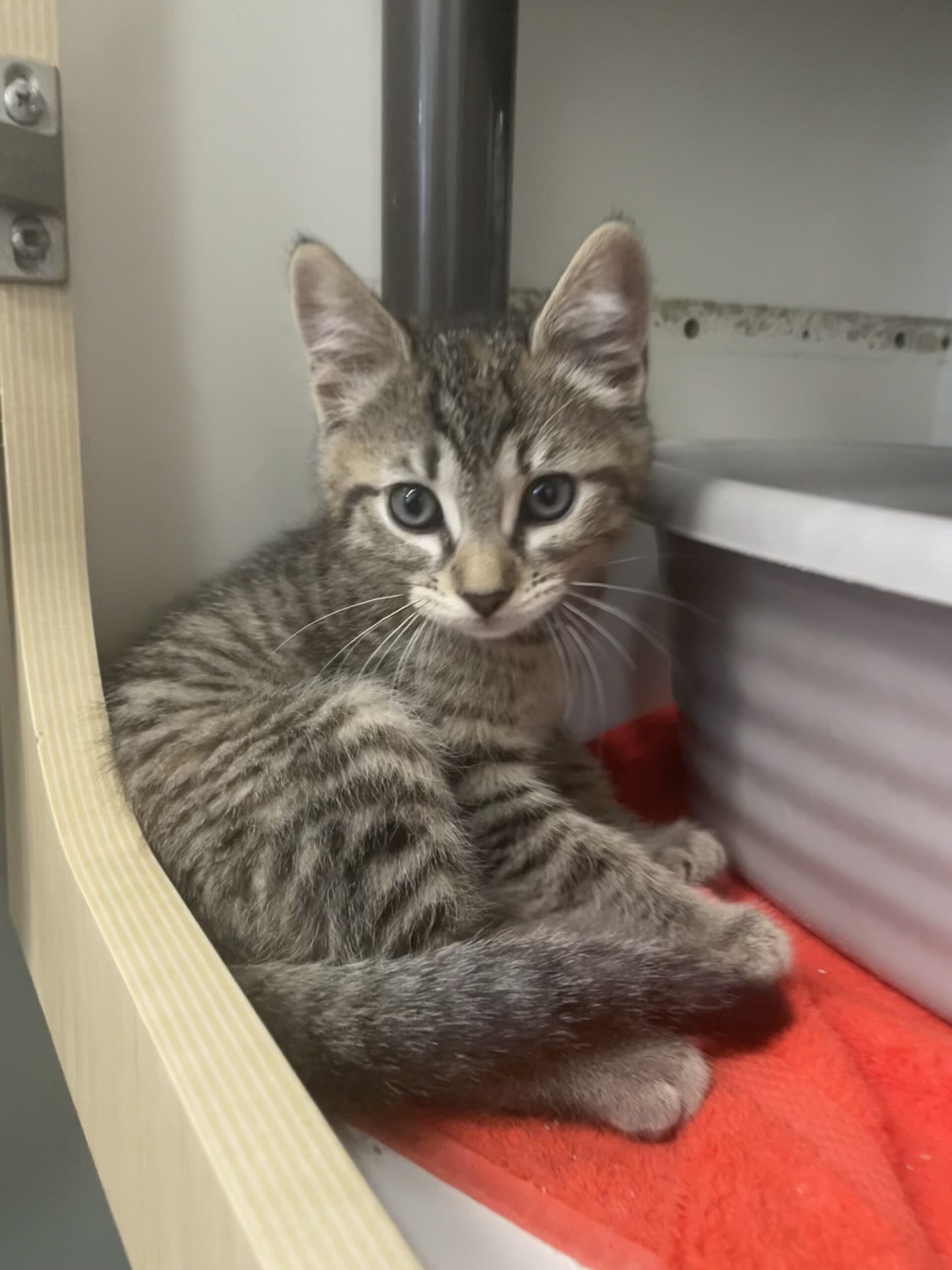 Felicia – Rancho Coastal Humane Society