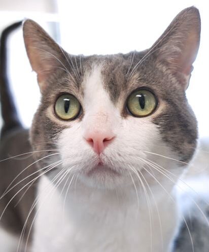 Butter Ball – Rancho Coastal Humane Society