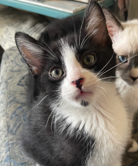 Jet – Rancho Coastal Humane Society