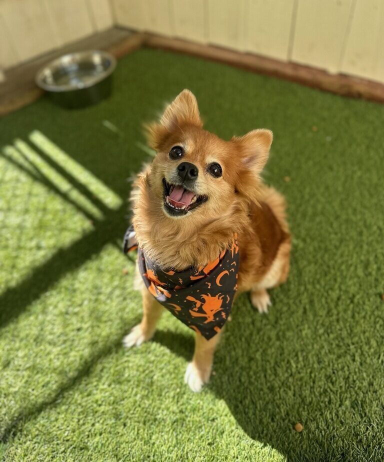 Recent Adoptions – Rancho Coastal Humane Society