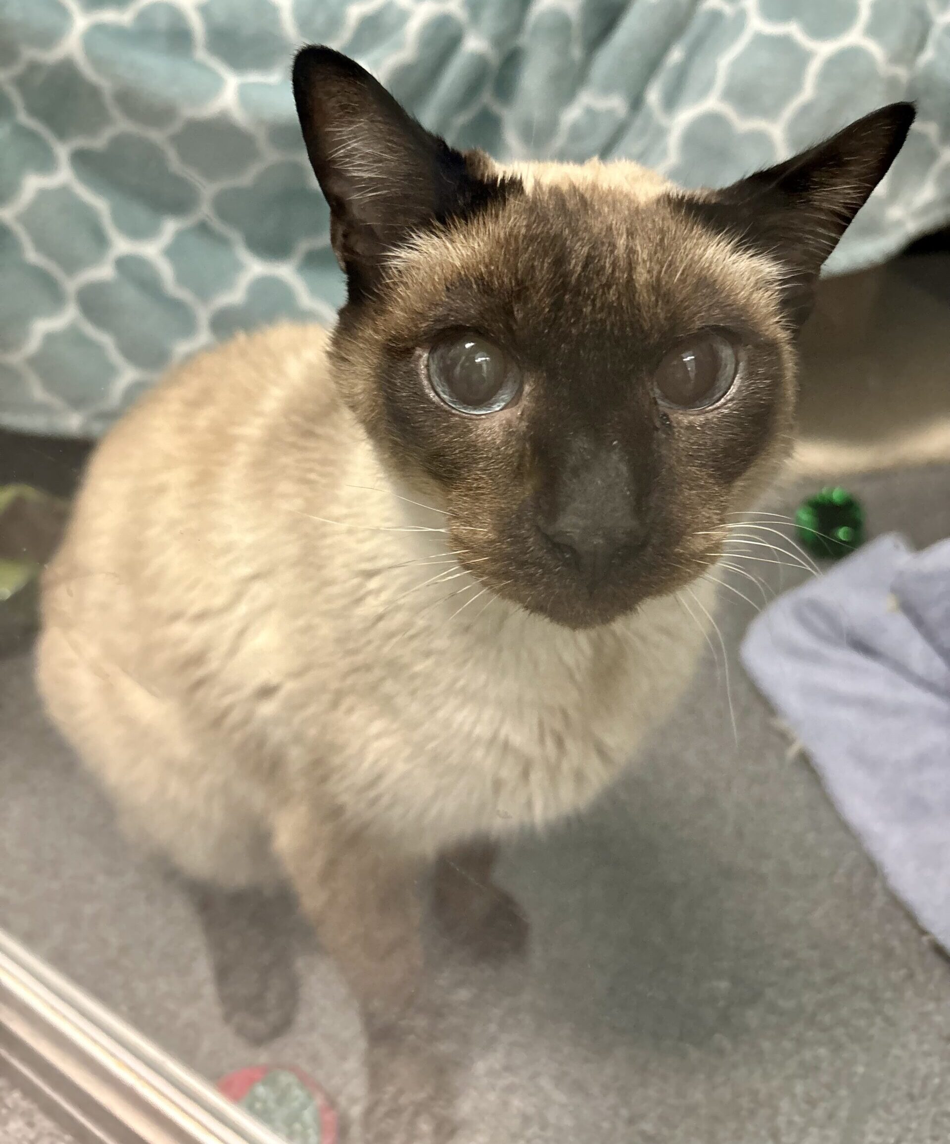 Michael Wave – Rancho Coastal Humane Society