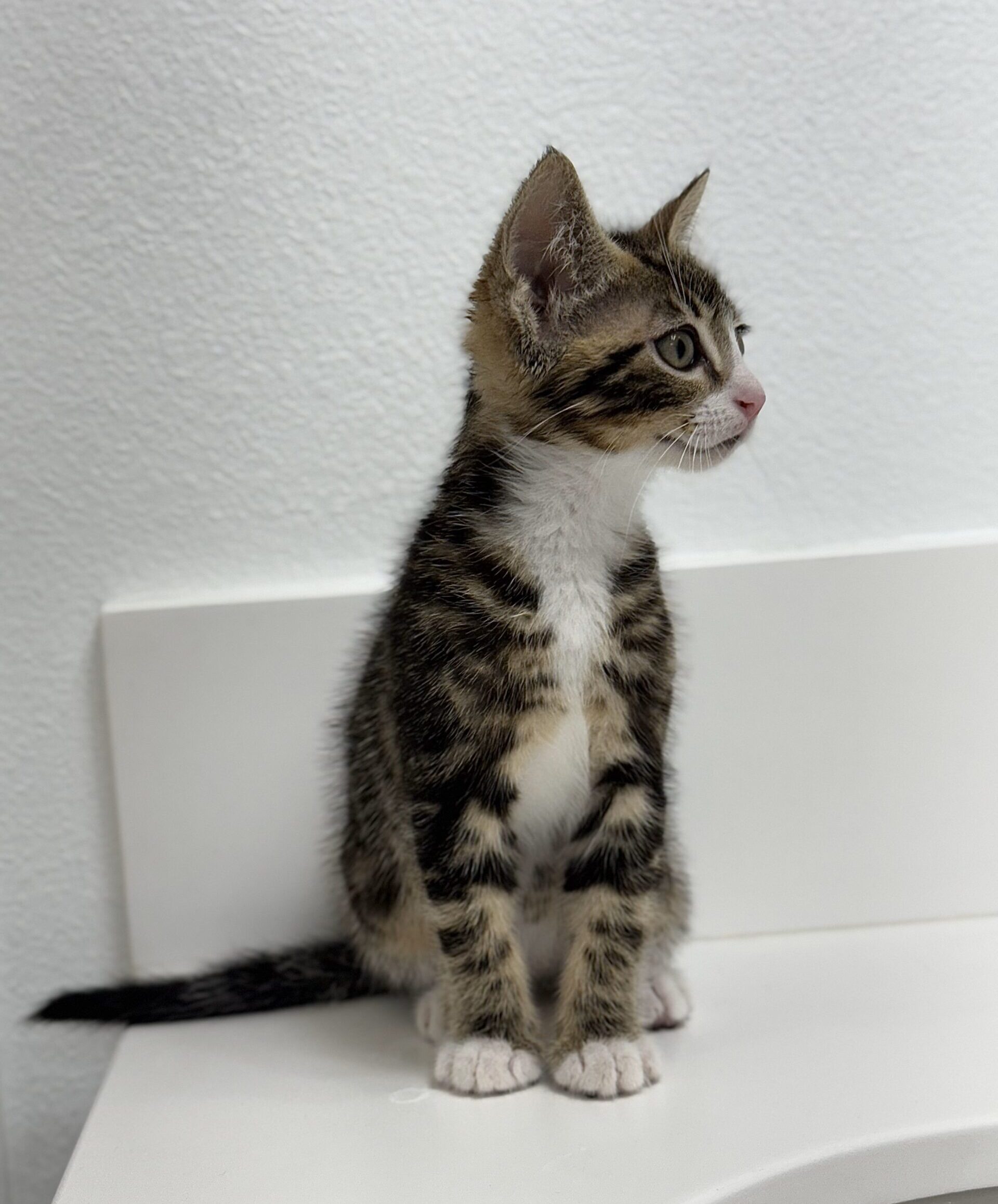 Jester – Rancho Coastal Humane Society