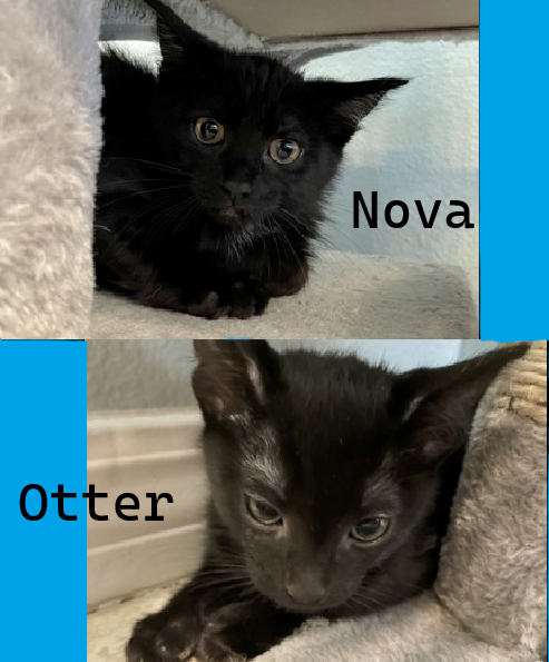 Nova & Otter – Rancho Coastal Humane Society